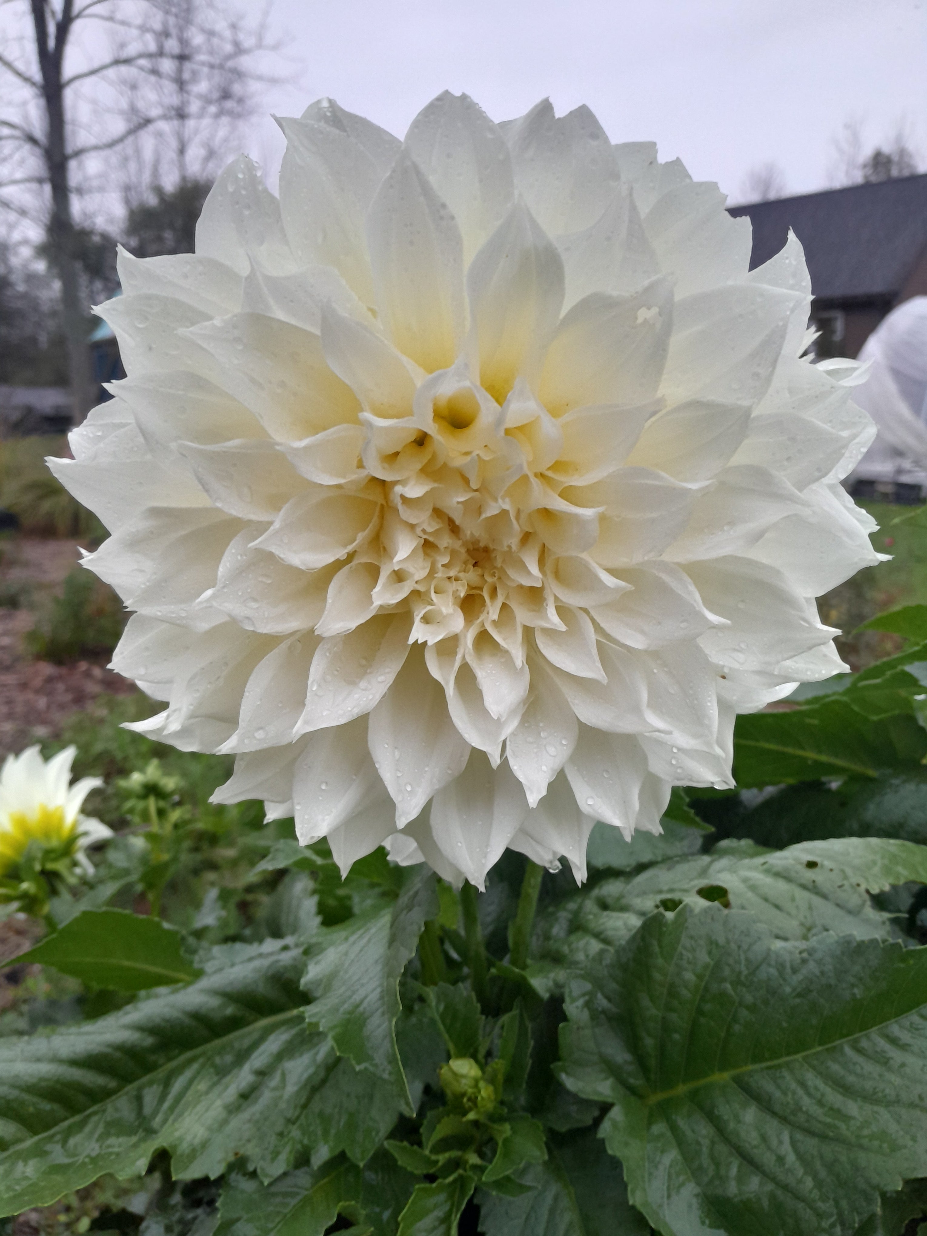 Fleurel Dinnerplate Dahlia – Cook's Nursery and Flower Farm