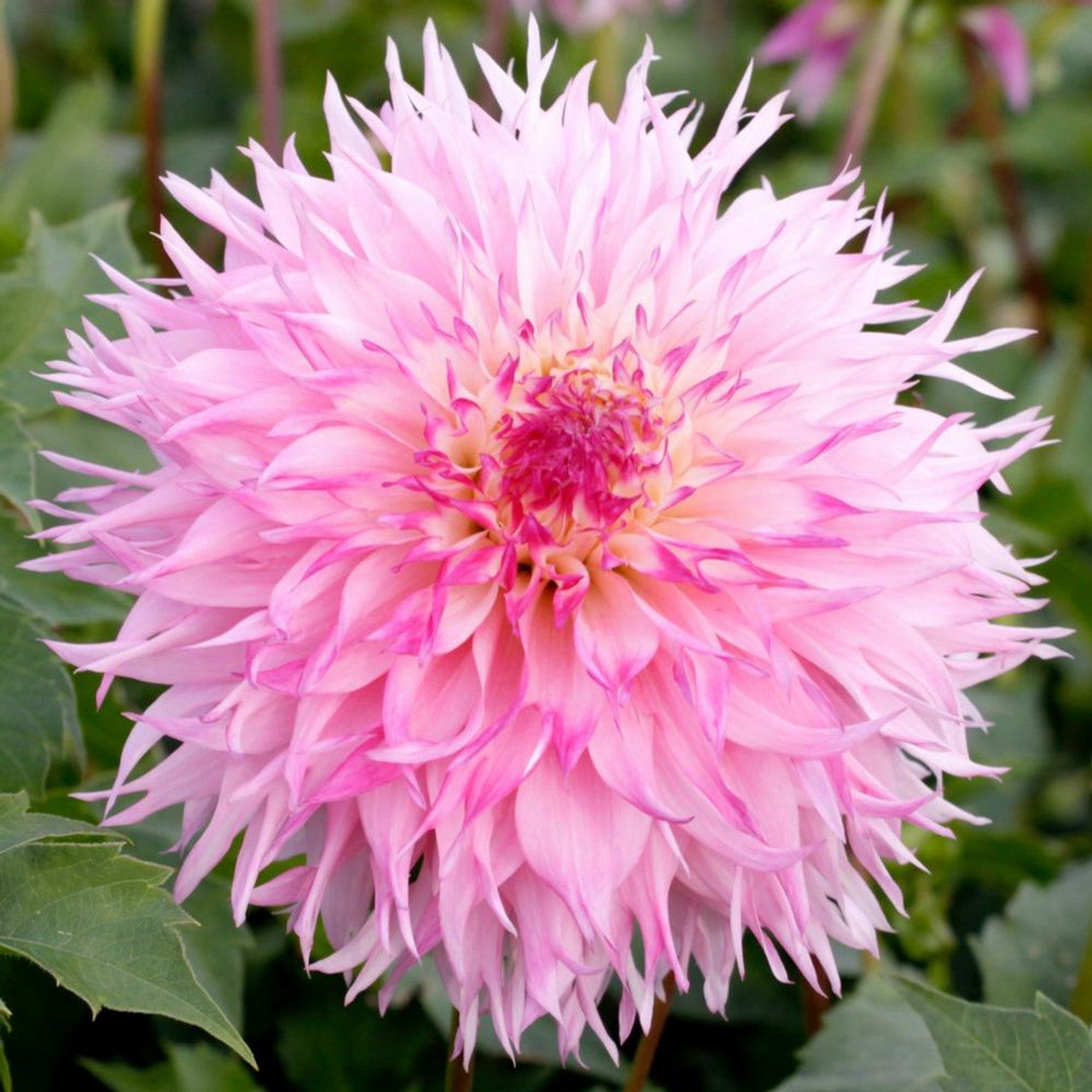 Nadia Ruth – Cook's Nursery and Flower Farm